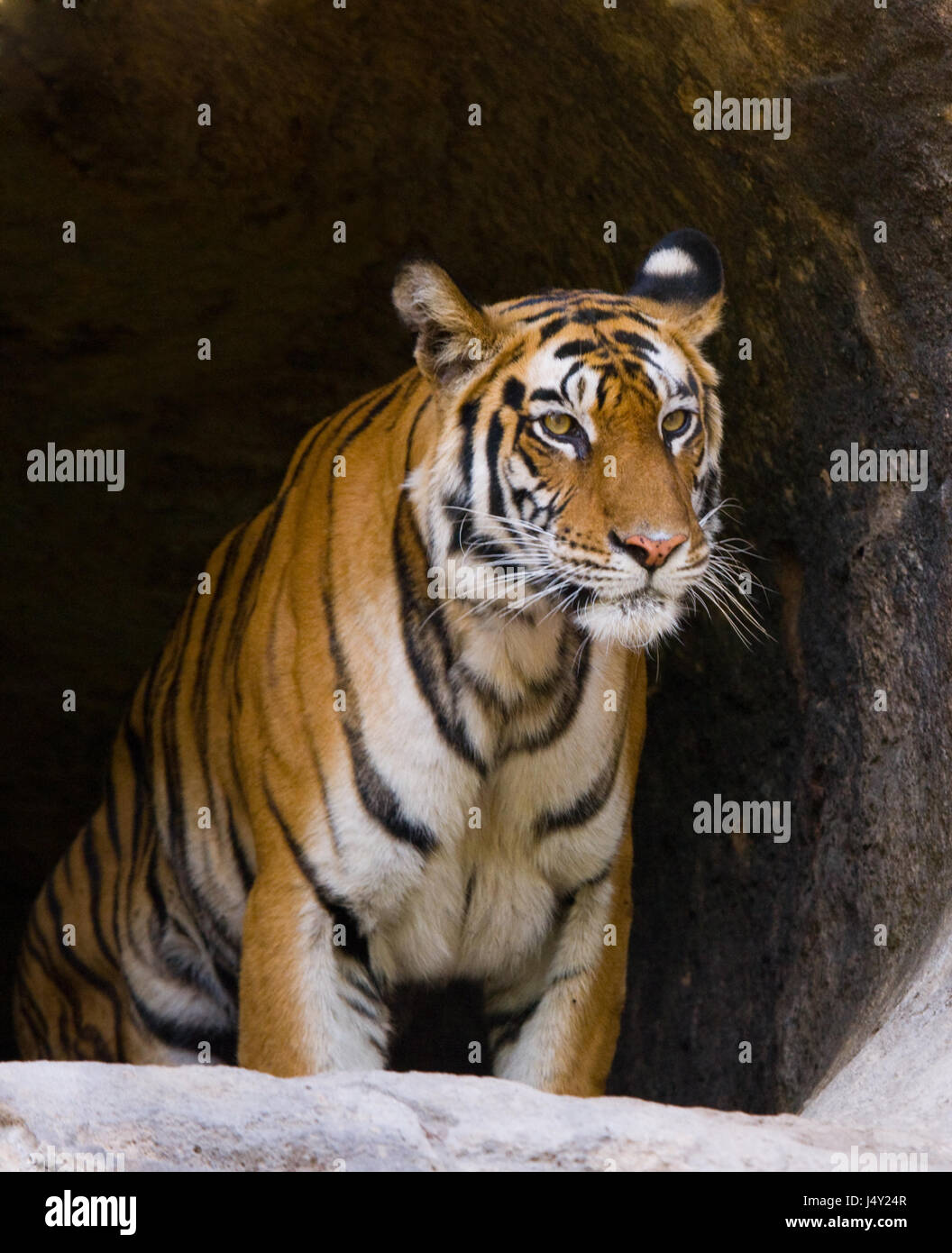 Wild Bengal Tiger in the cave. India. Bandhavgarh National Park. Madhya ...