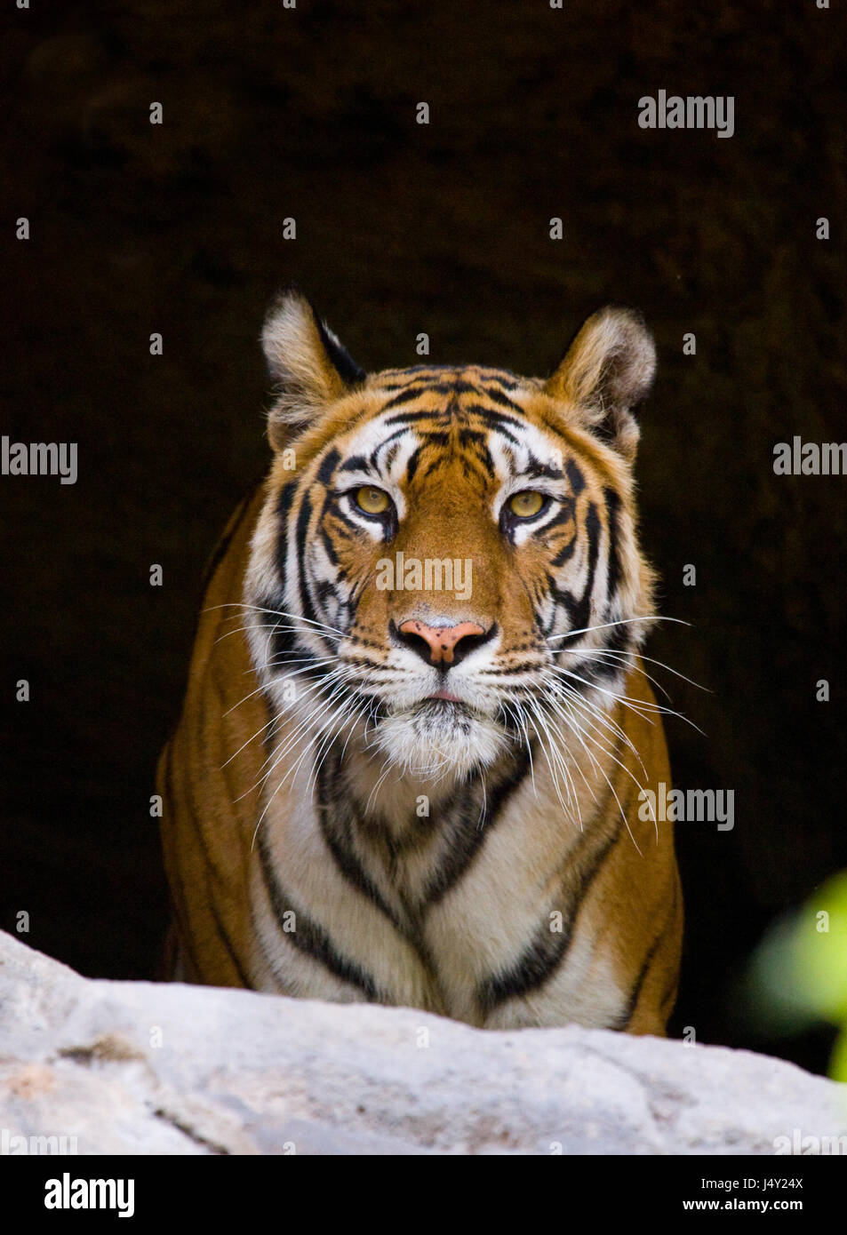 Wild Bengal Tiger in the cave. India. Bandhavgarh National Park. Madhya ...