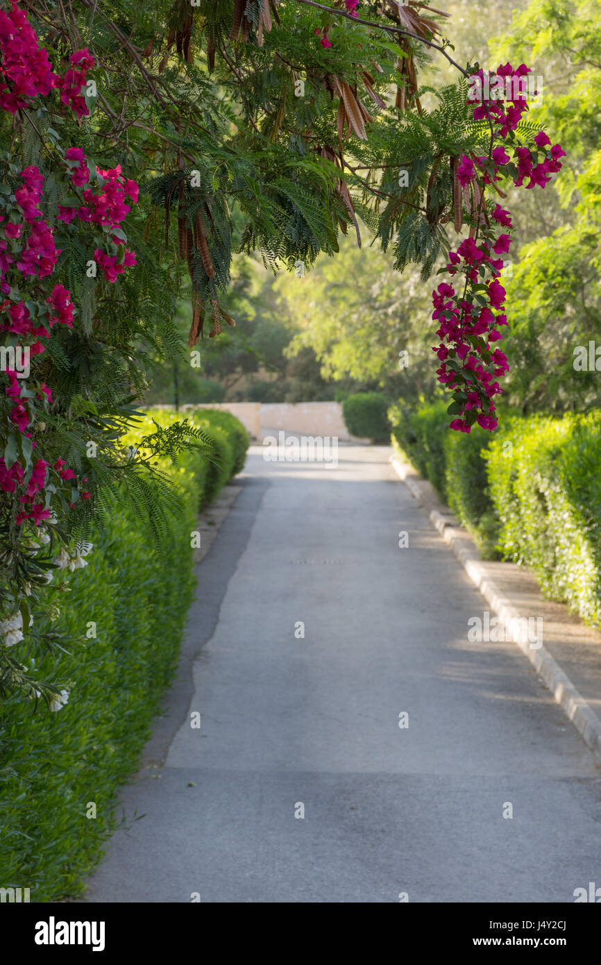 Bougainvillea hedge hi-res stock photography and images - Alamy