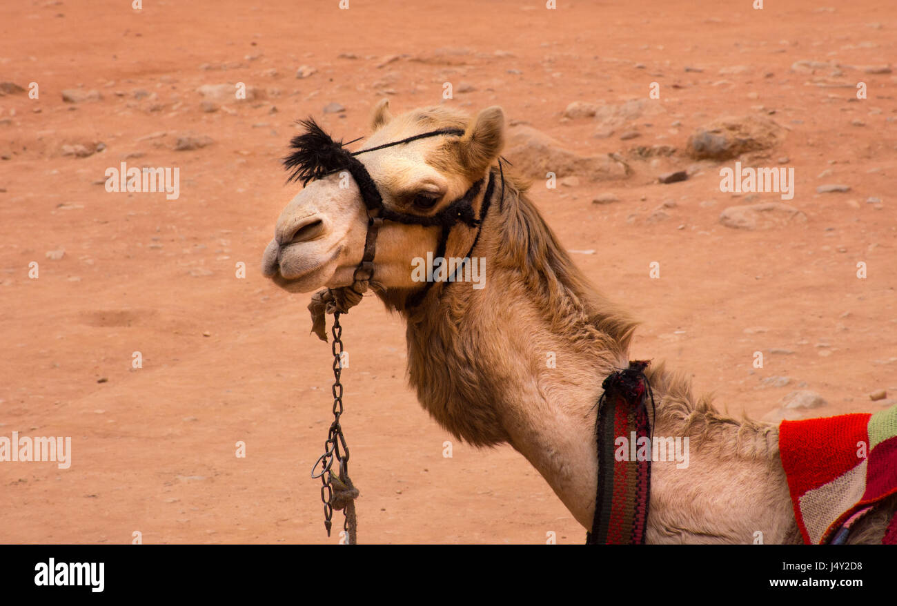 Camel seated in the sand at the Treasury, Al Khazneh, Petra, Jordan ...