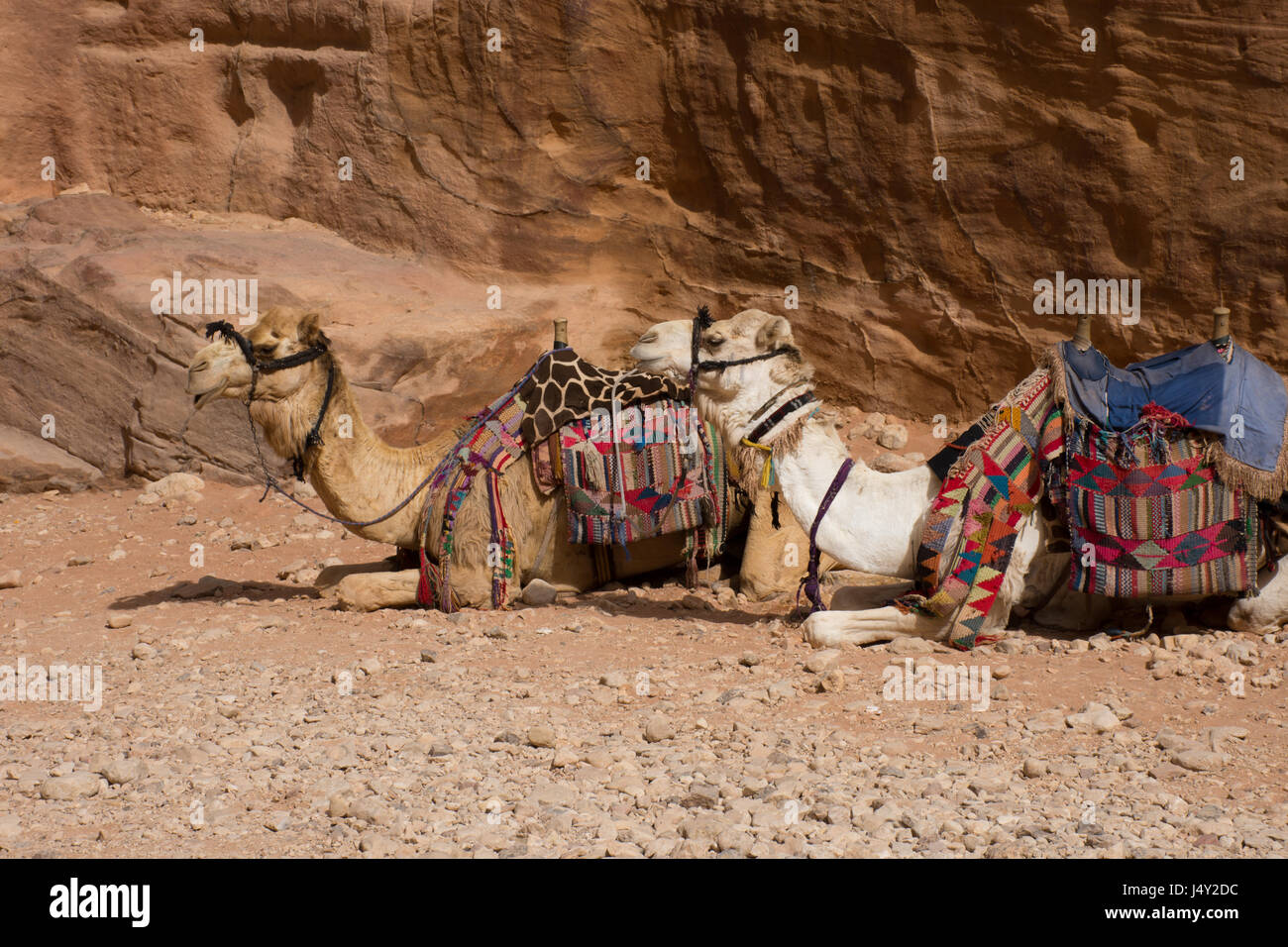 Several camels seated in sand at the Treasury, Petra, Jordan. The ...