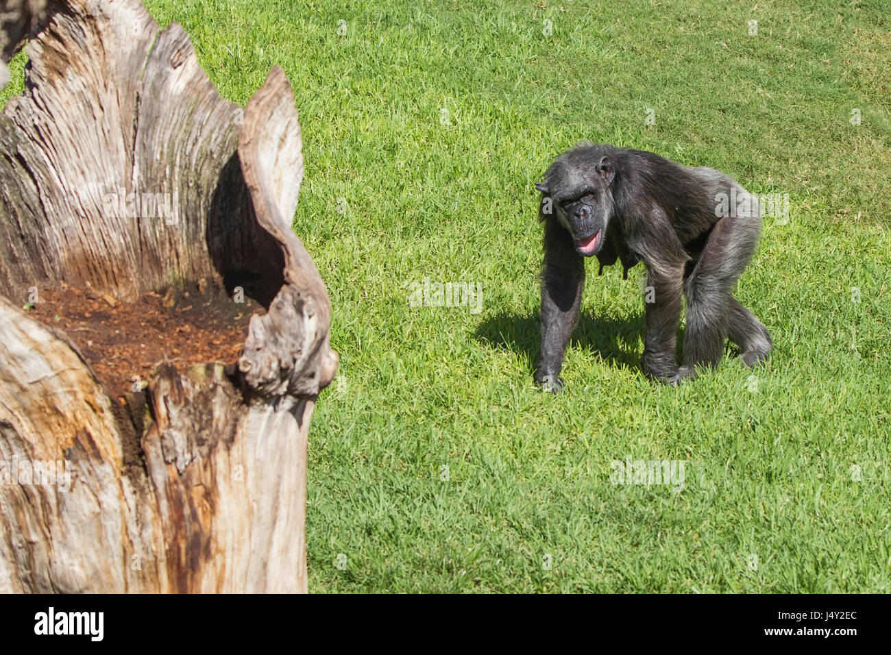 Chimpanzee in captivity Stock Photo - Alamy
