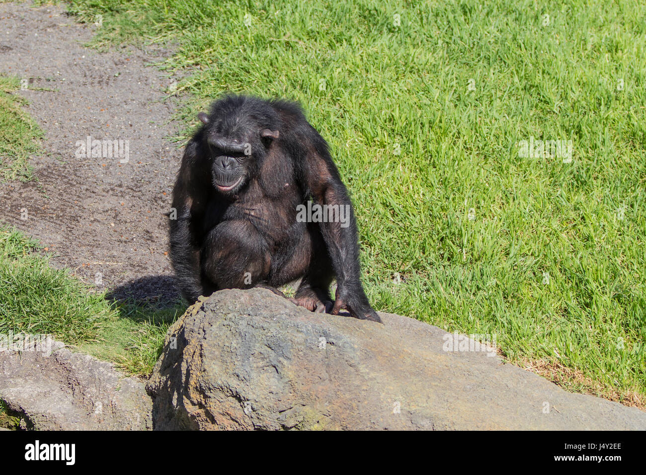Chimpanzee in captivity Stock Photo - Alamy
