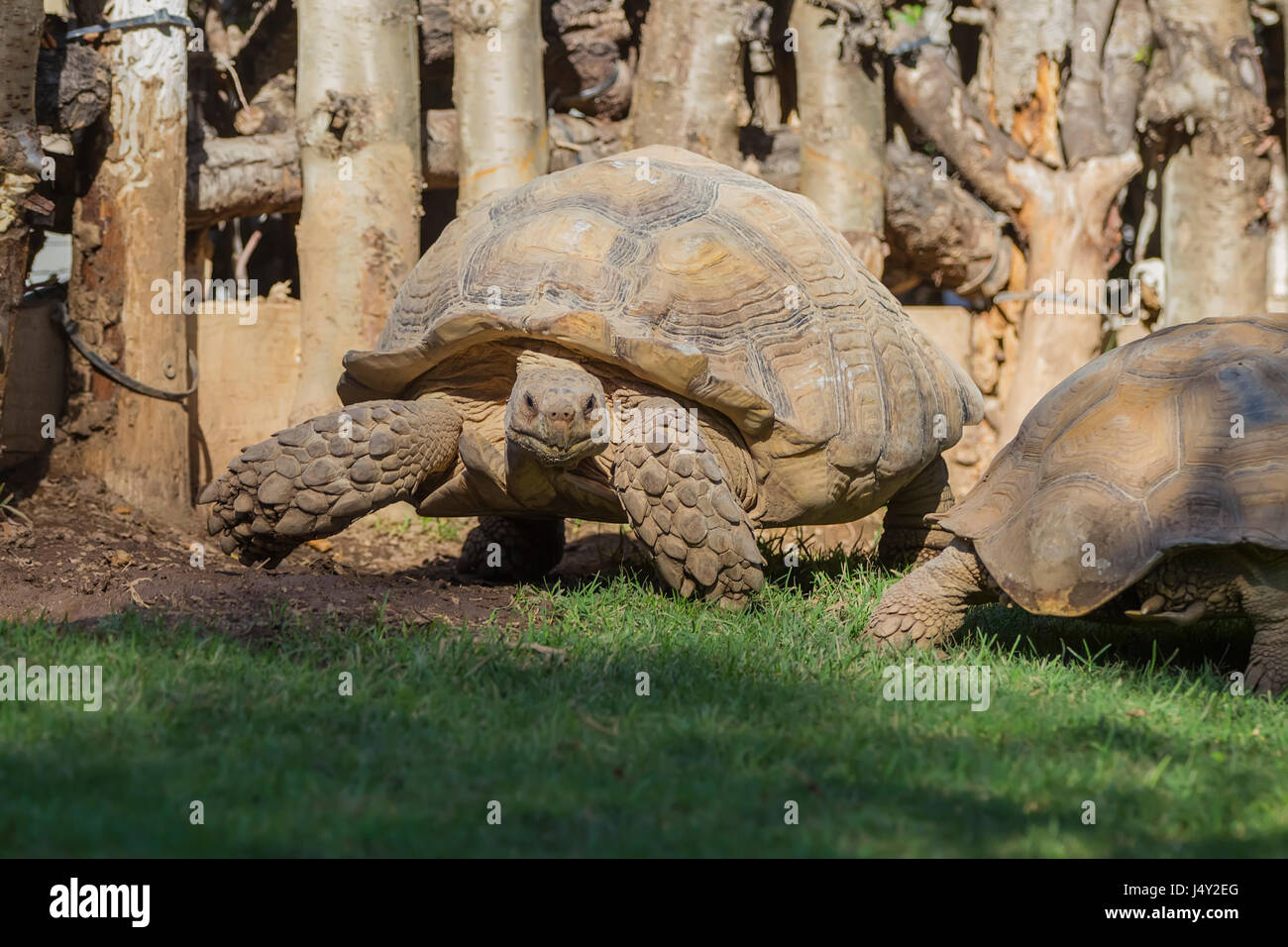 Giant african sulcata tortoise hi-res stock photography and images - Alamy