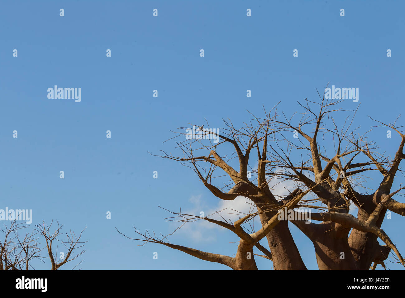 Baobab tree old plant hi-res stock photography and images - Alamy