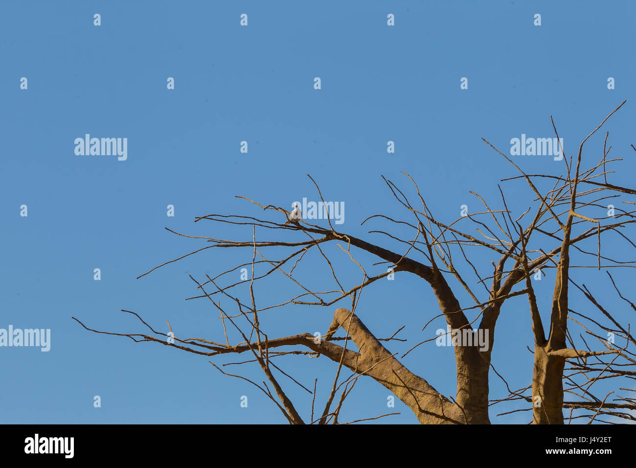 Baobab tree old plant hi-res stock photography and images - Alamy