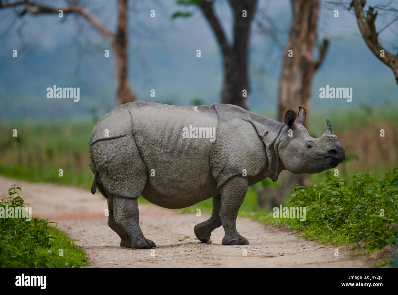 Wild animals in road india hi-res stock photography and images - Alamy