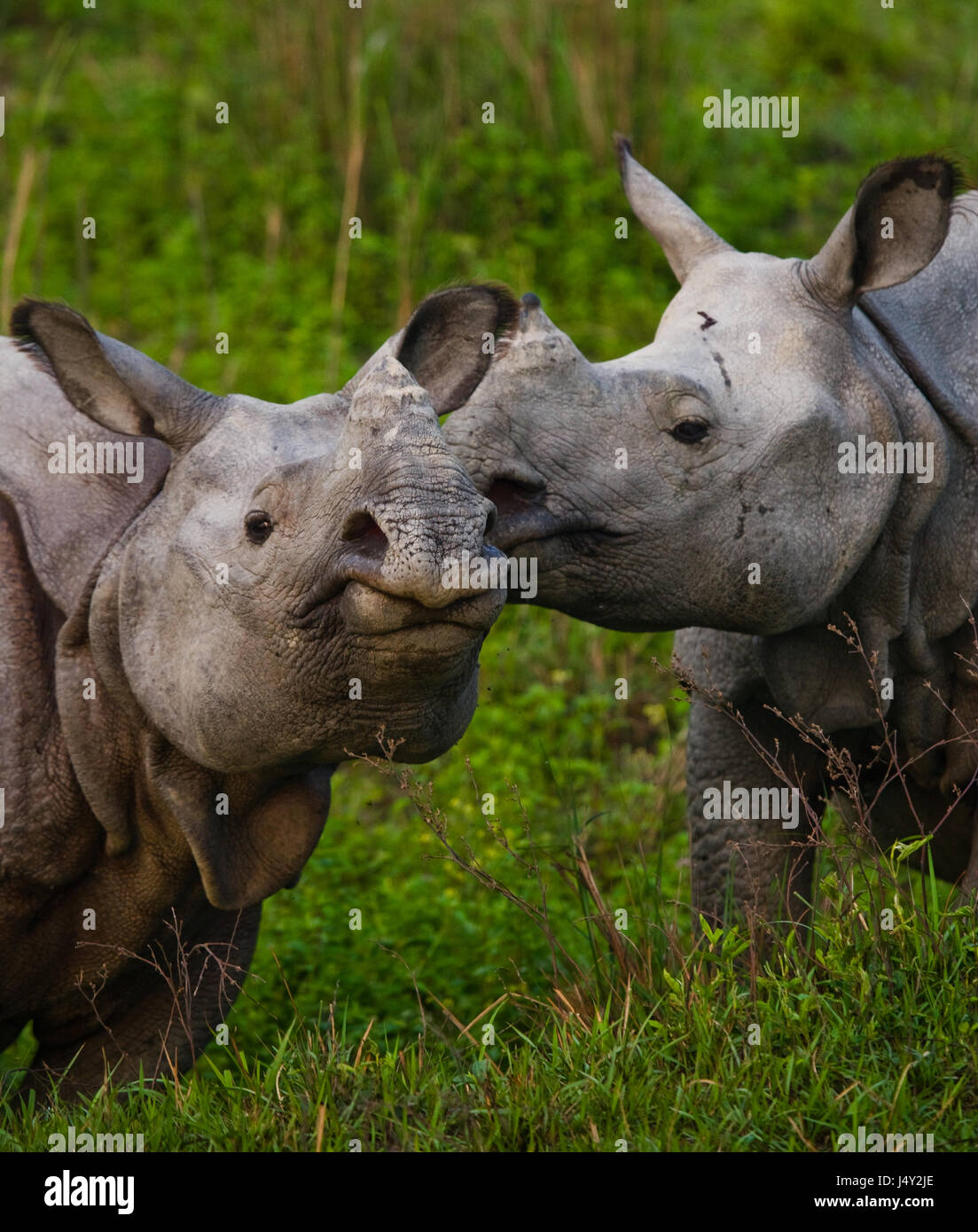 Two Wild Great one-horned rhinoceroses in a national park. India ...