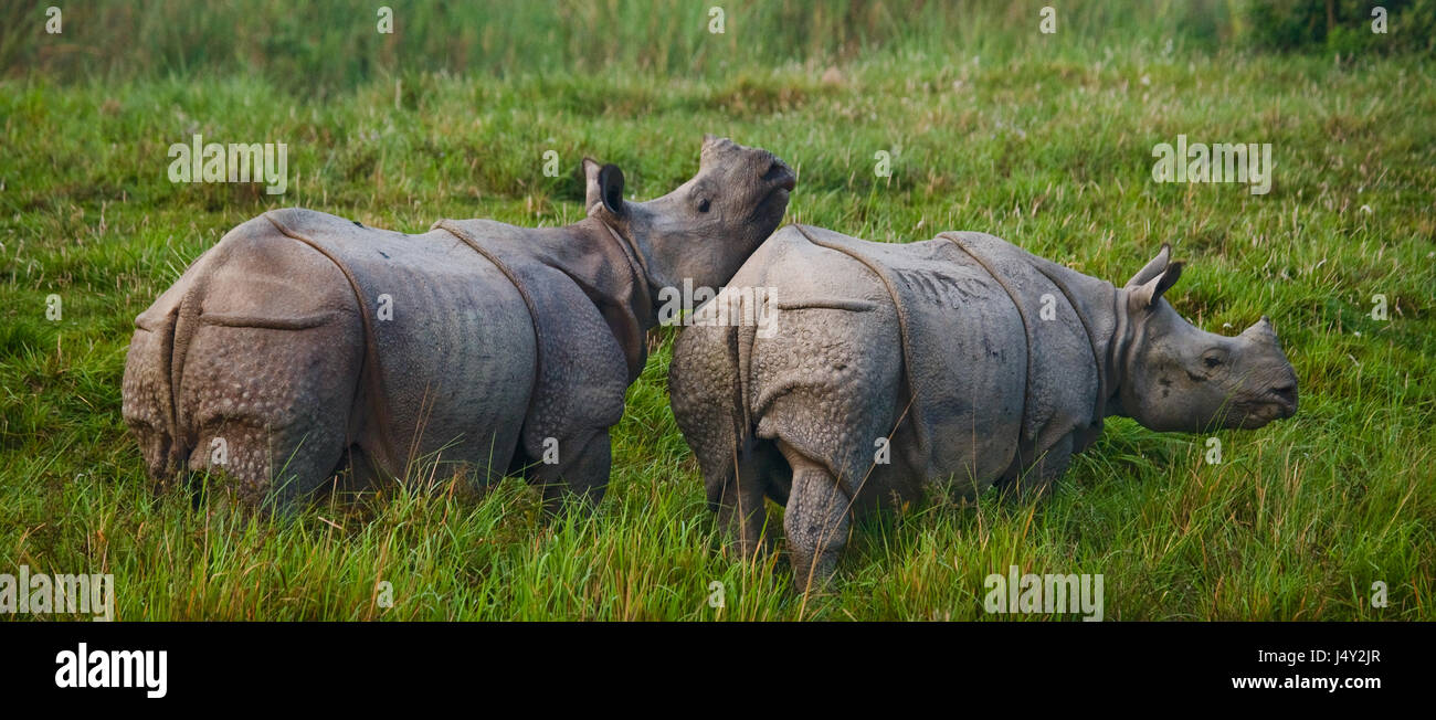 Two Wild Great one-horned rhinoceroses in a national park. India ...