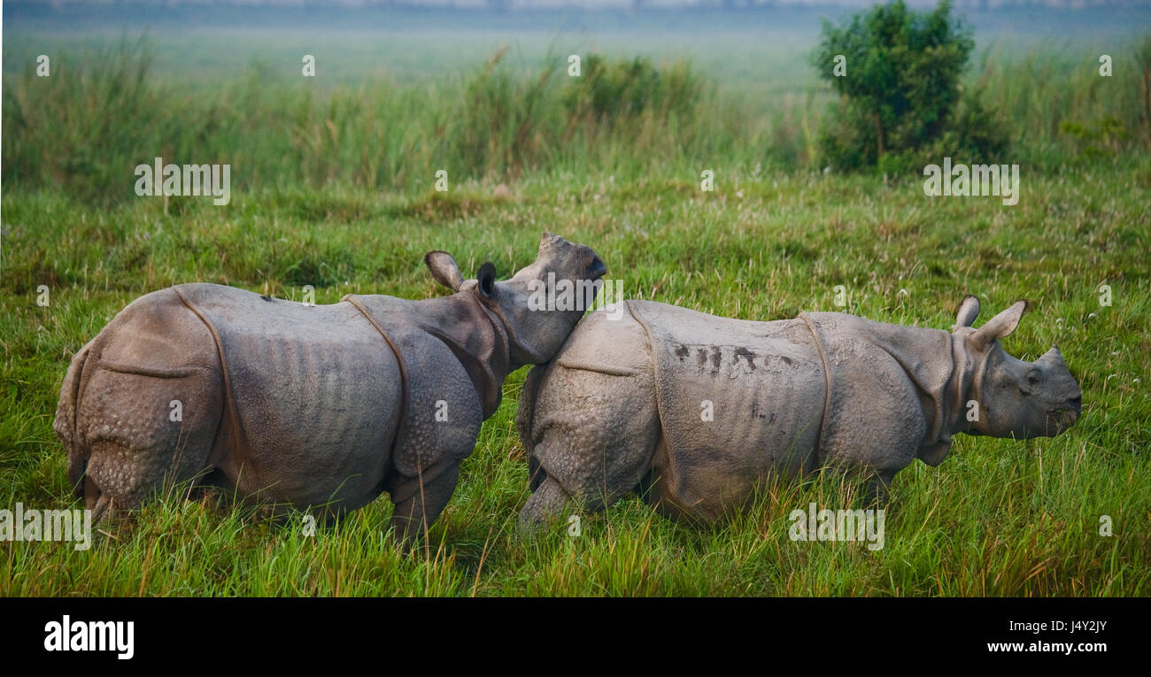 Two Wild Great one-horned rhinoceroses in a national park. India ...