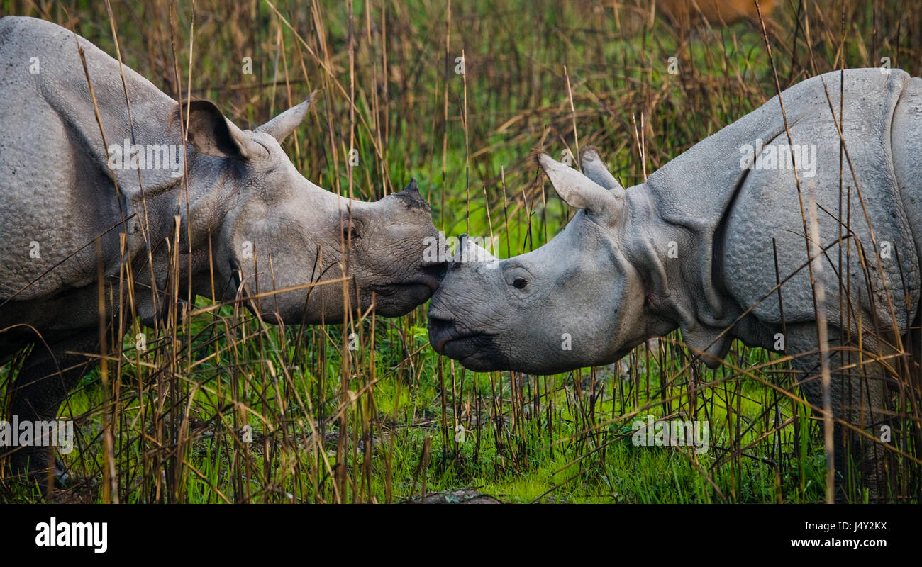 Two Wild Great one-horned rhinoceroses looking at each other face to ...