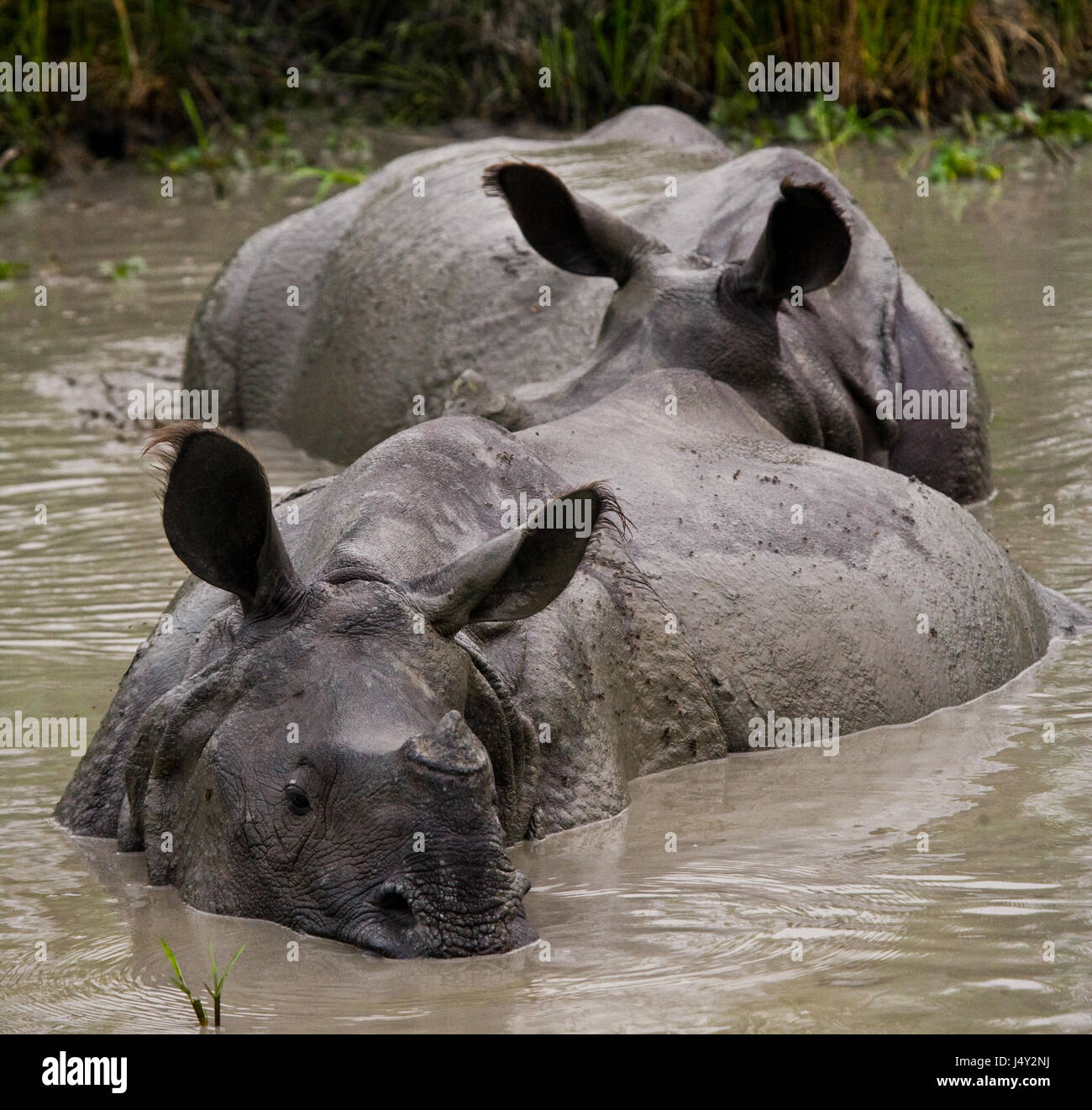 Two Wild Great one-horned rhinoceroses lying in a puddle. India ...