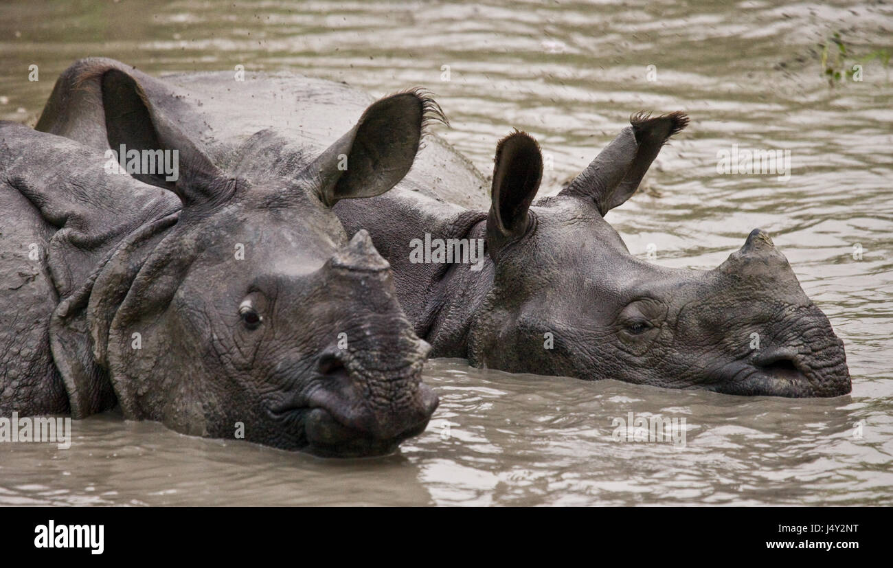 Two Wild Great one-horned rhinoceroses lying in a puddle. India ...