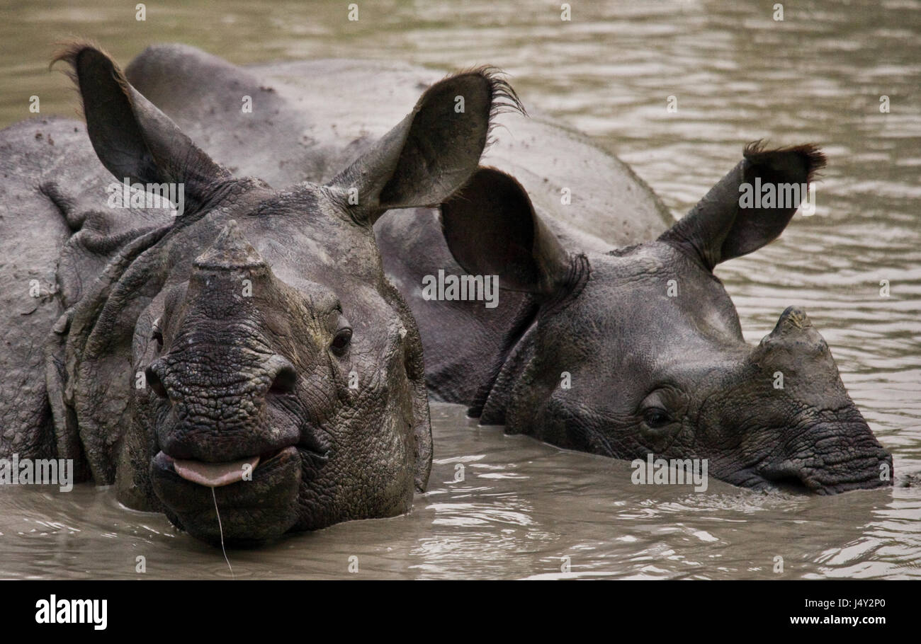 Two Wild Great one-horned rhinoceroses lying in a puddle. India ...