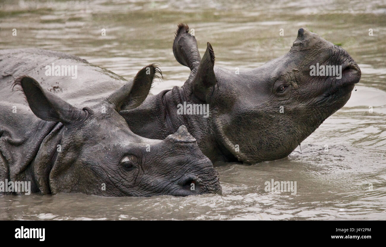 Two Wild Great one-horned rhinoceroses lying in a puddle. India ...