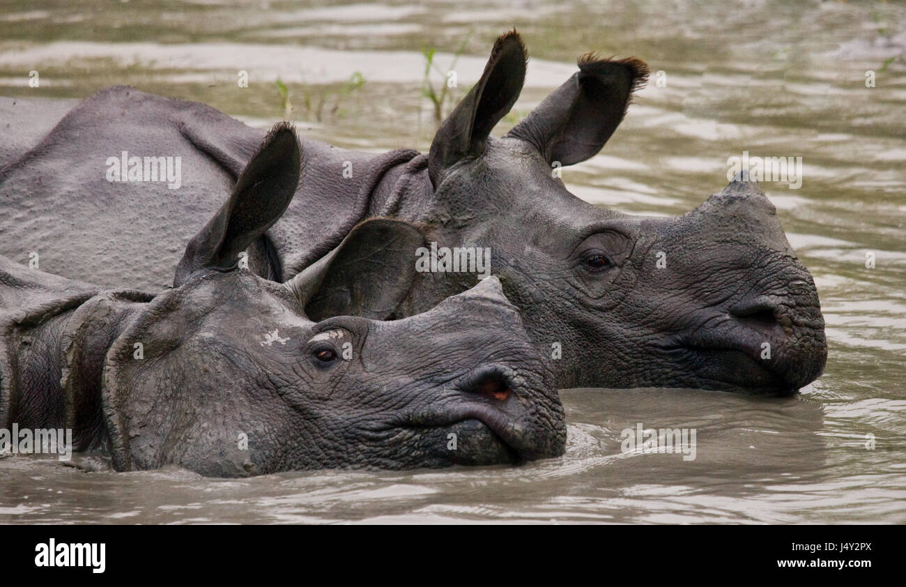 Two Wild Great one-horned rhinoceroses lying in a puddle. India ...