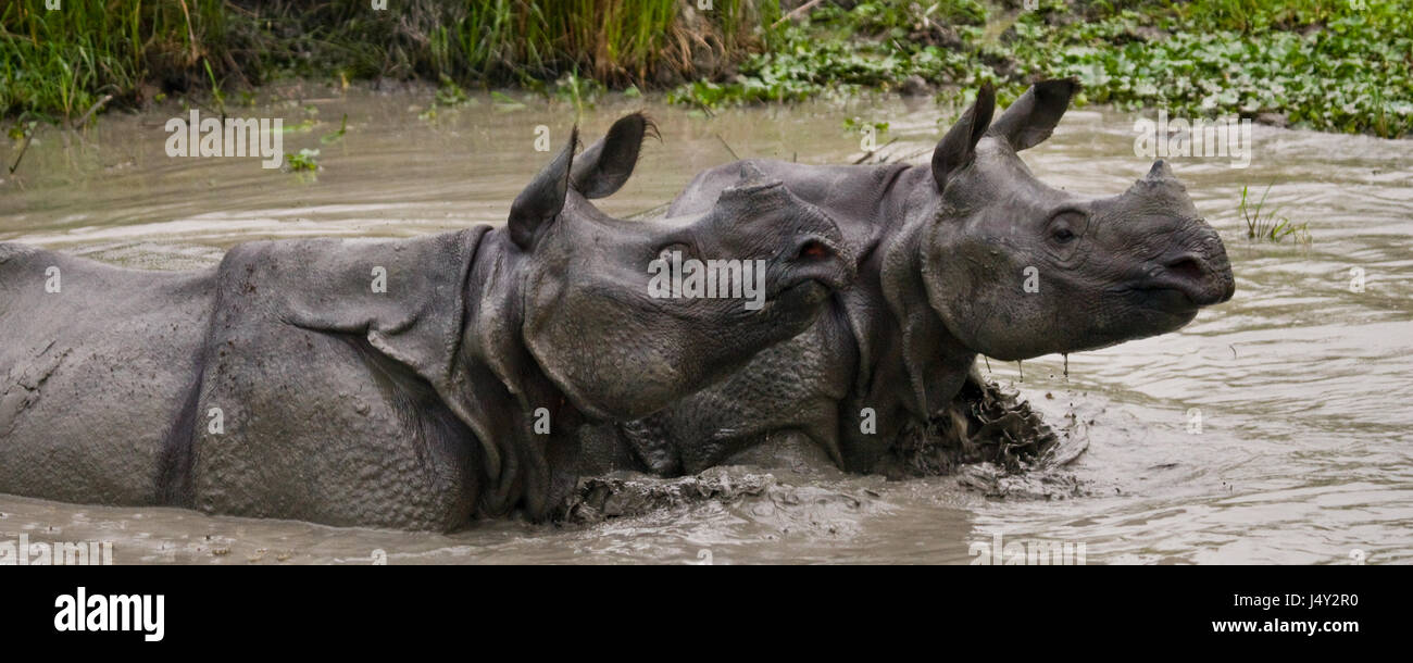 Two Wild Great one-horned rhinoceroses lying in a puddle. India ...