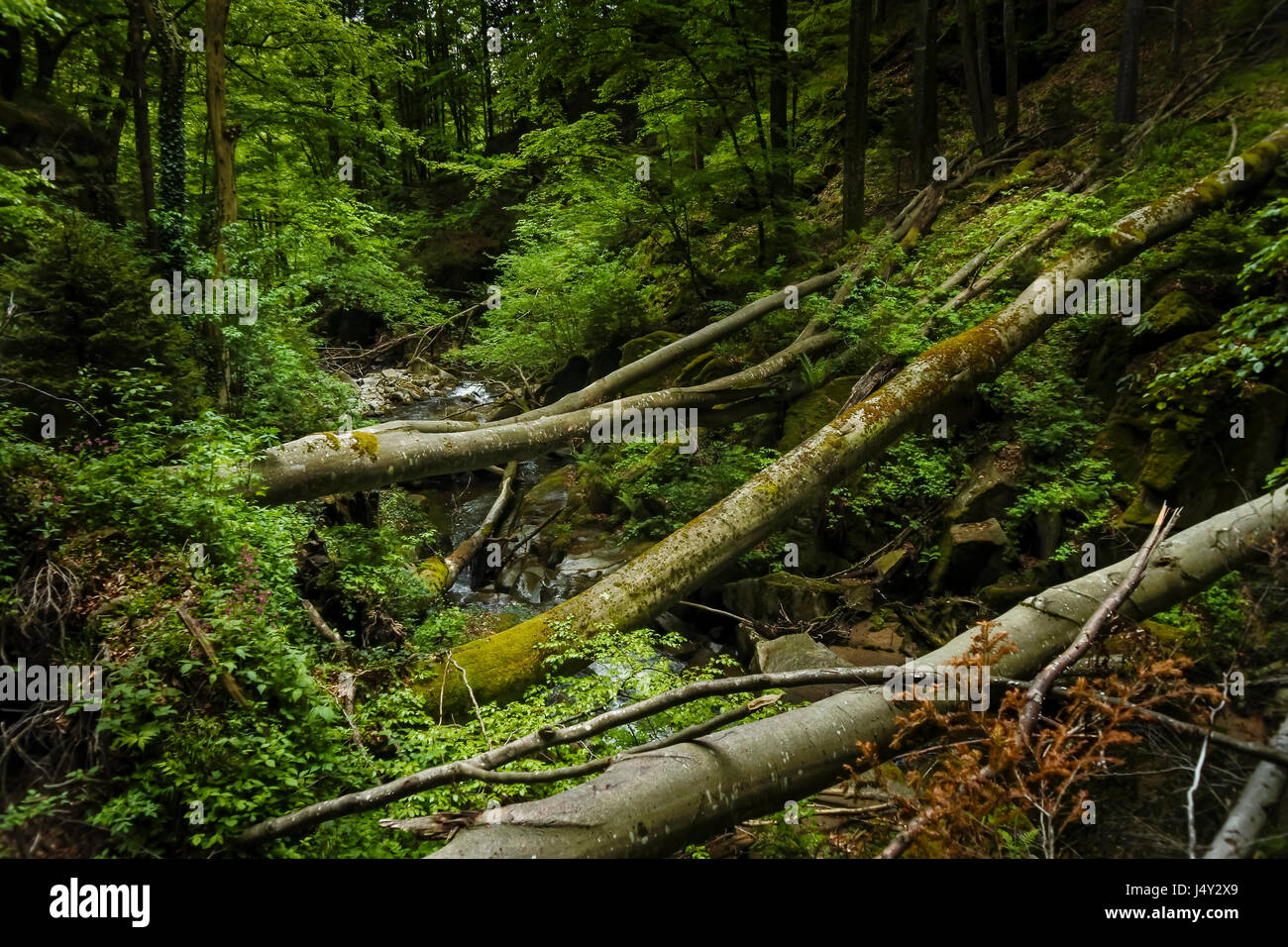 Thick forest and waterfall hi-res stock photography and images - Alamy