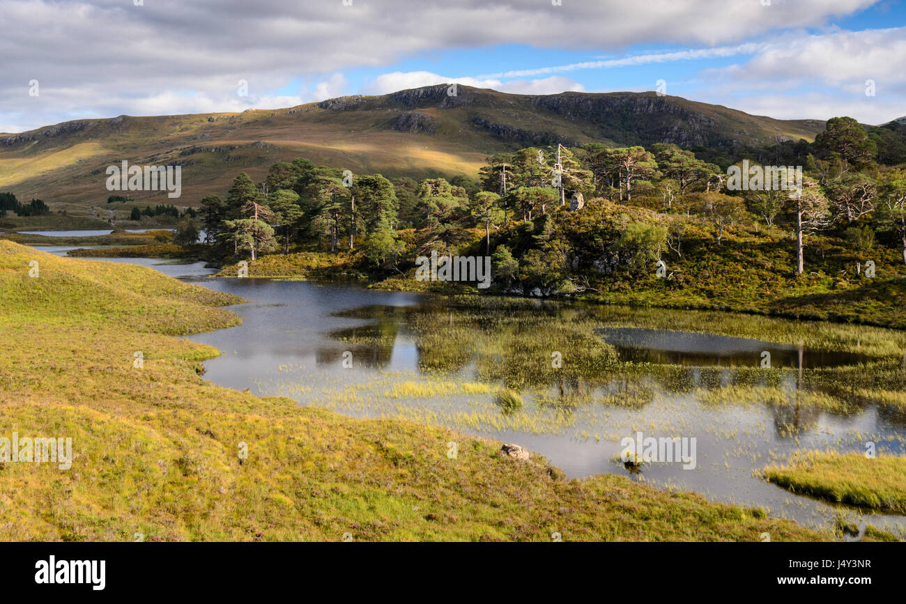 Scots Pine woodland is reflected in the waters of Loch Clair lake on ...