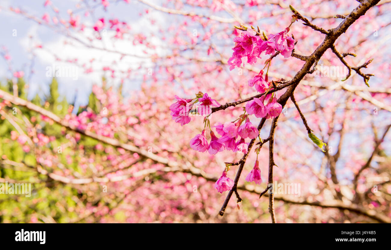 blooming Sakura flower and Cherry bossom tree Stock Photo - Alamy