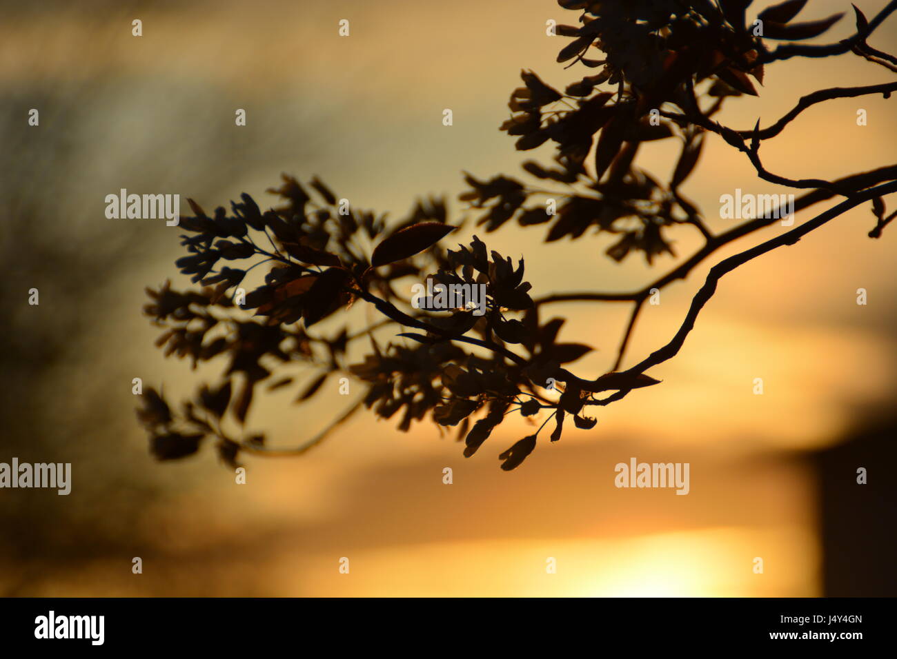 Spring Buds In the Sun Stock Photo - Alamy