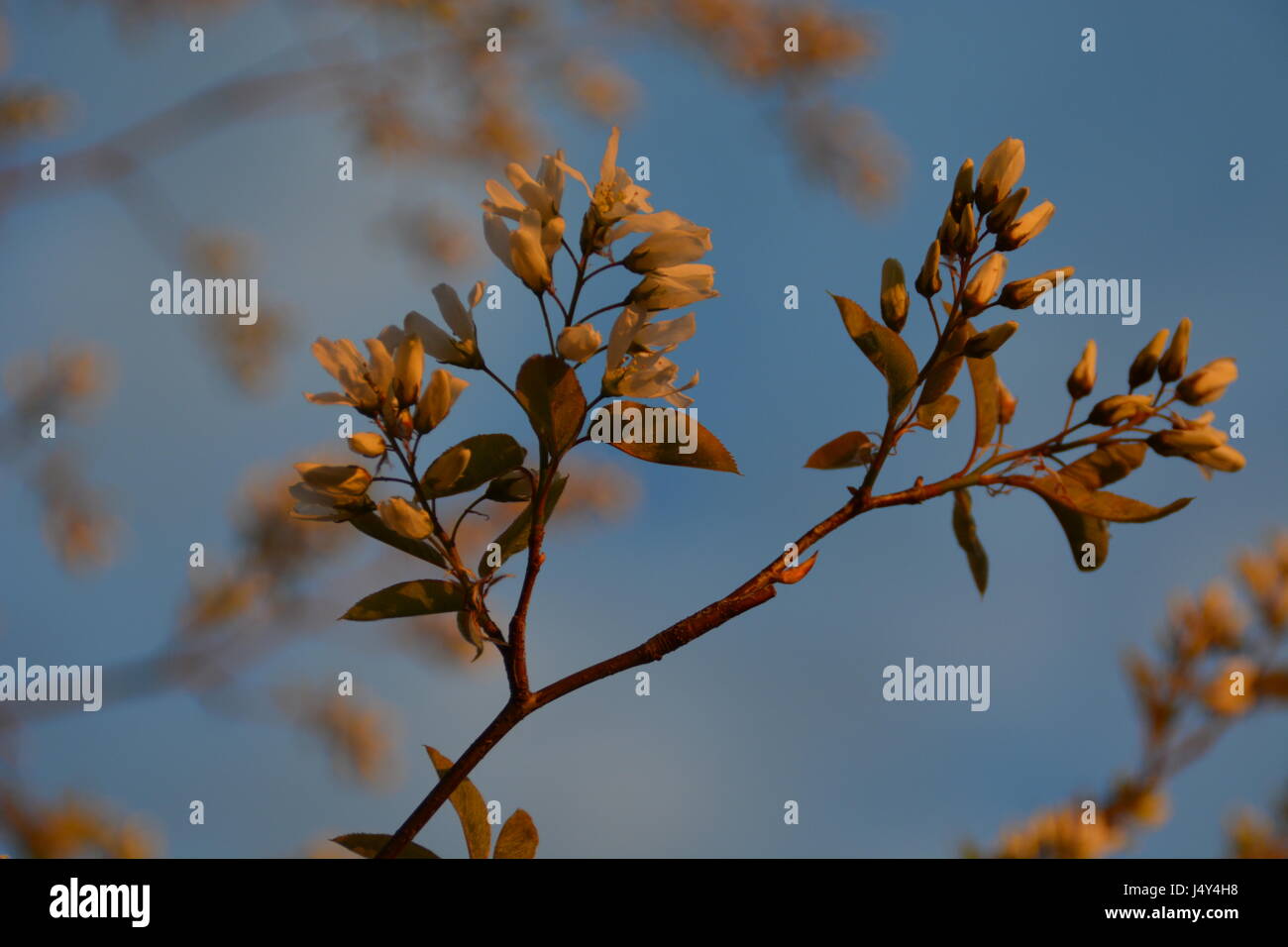 Spring Buds In the Sun Stock Photo - Alamy