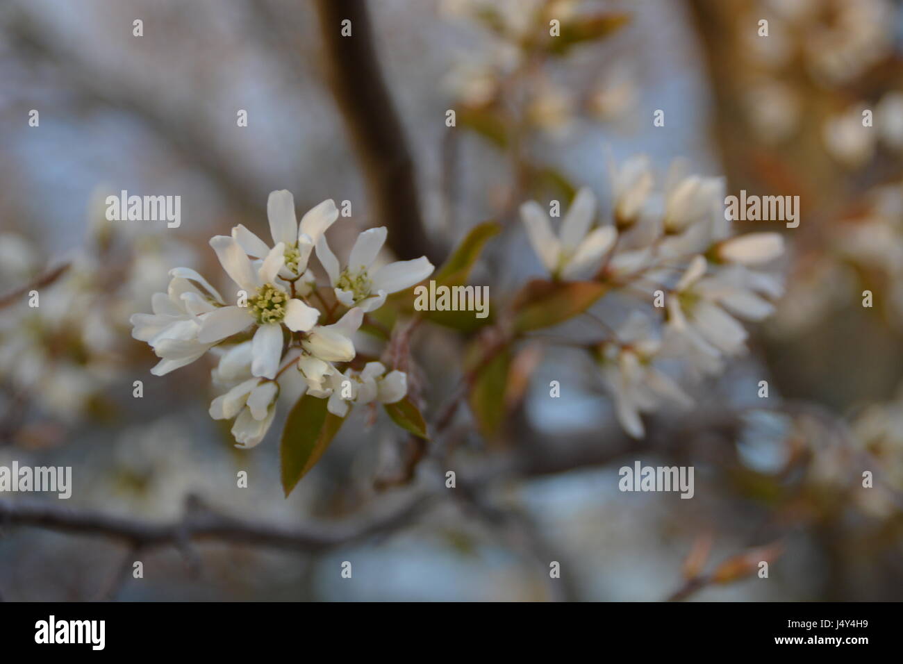 Spring Buds In the Sun Stock Photo - Alamy