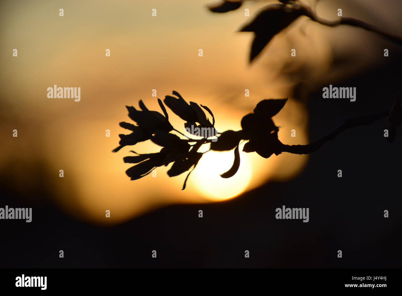Spring Buds In the Sun Stock Photo - Alamy