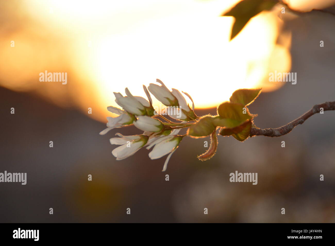 Spring Buds In the Sun Stock Photo - Alamy