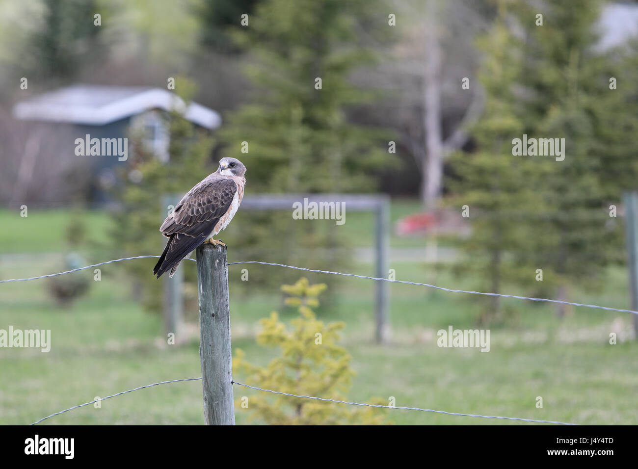 Red tailed hawk perched hi-res stock photography and images - Alamy