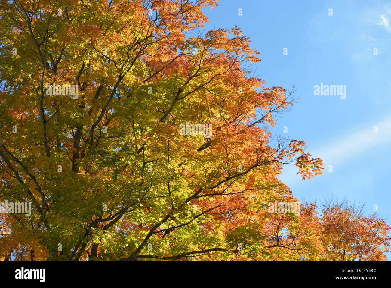 Fall in Muskoka Stock Photo - Alamy