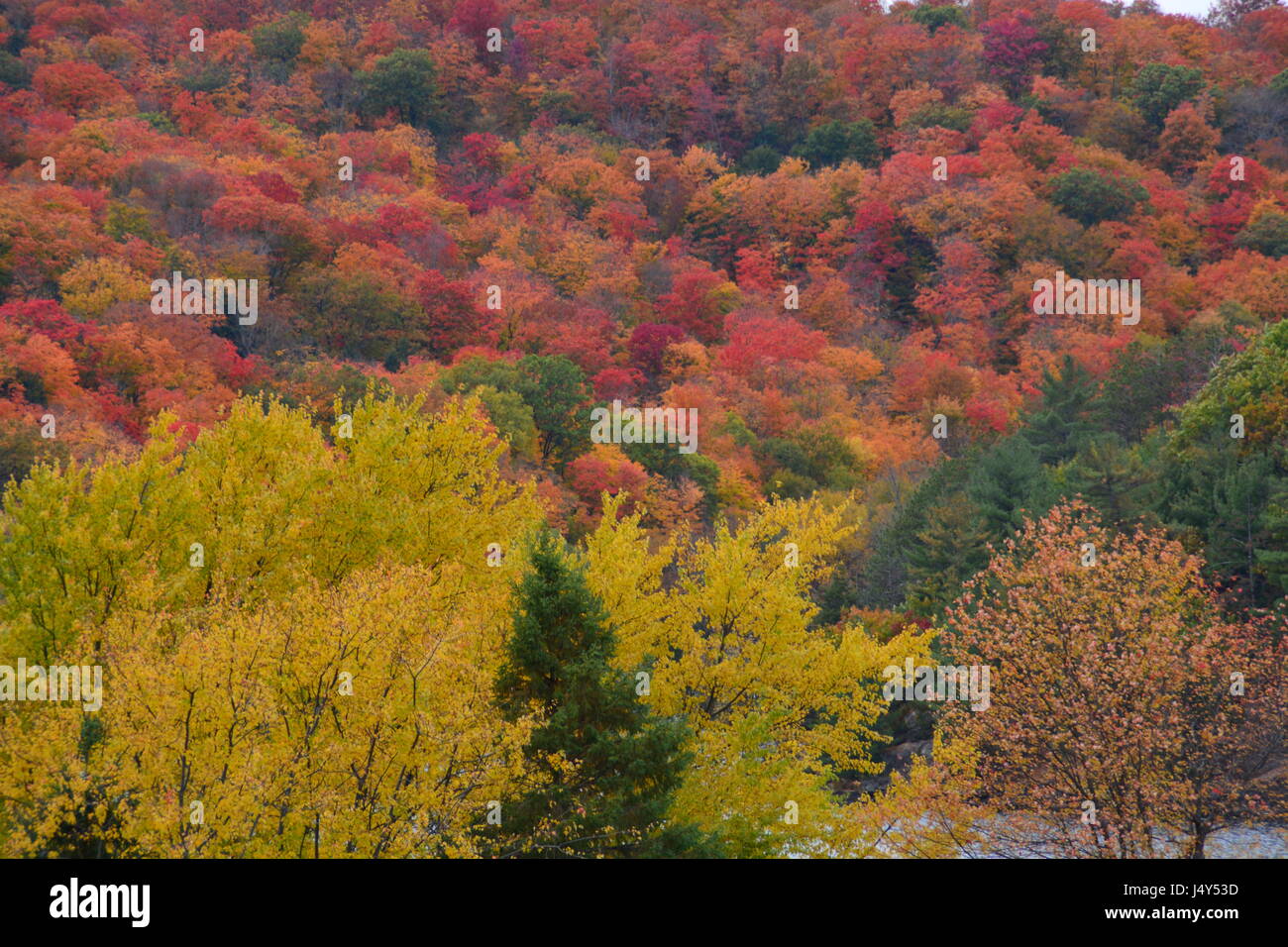 Fall in Muskoka Stock Photo - Alamy