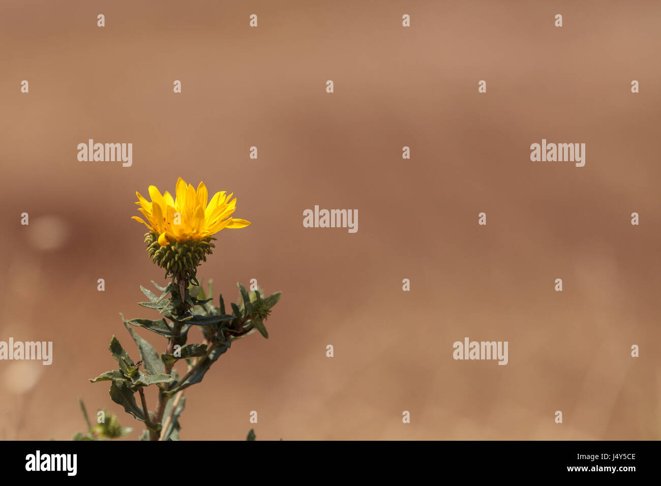 Yellow telegraph flower, Heterotheca grandiflora, blooms in the ...
