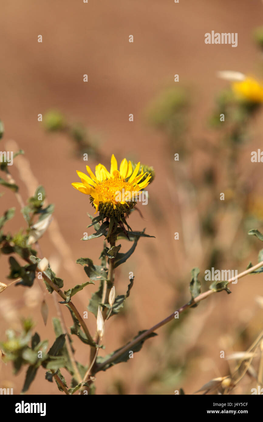 Yellow telegraph flower, Heterotheca grandiflora, blooms in the ...