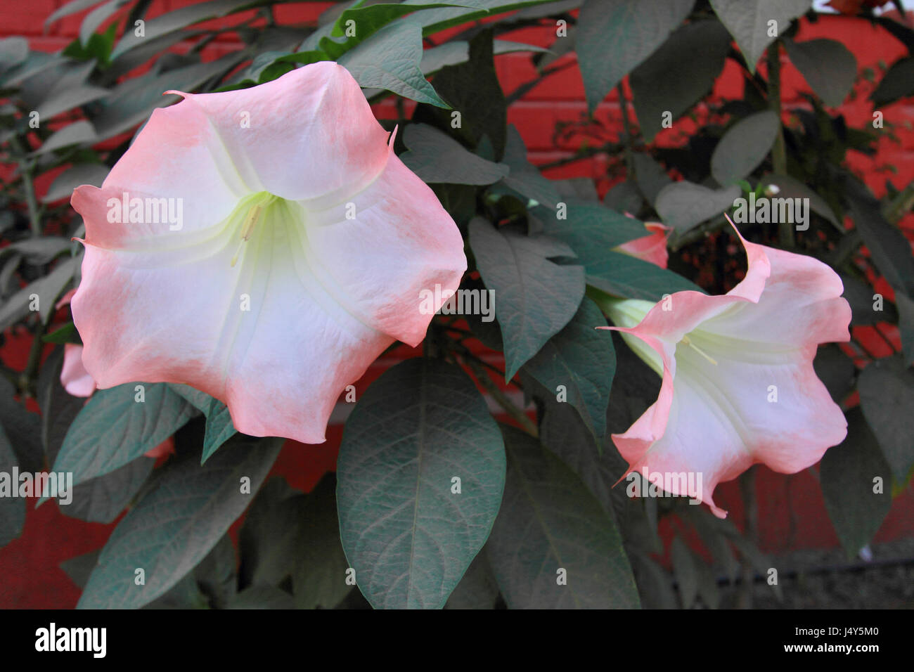 Pink datura flower, Catura metel Linn Stock Photo - Alamy