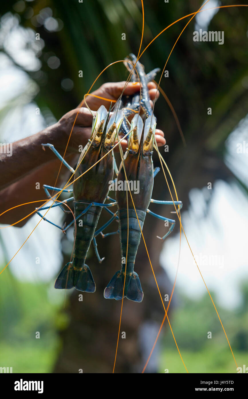 Golda shrimp hi-res stock photography and images - Alamy