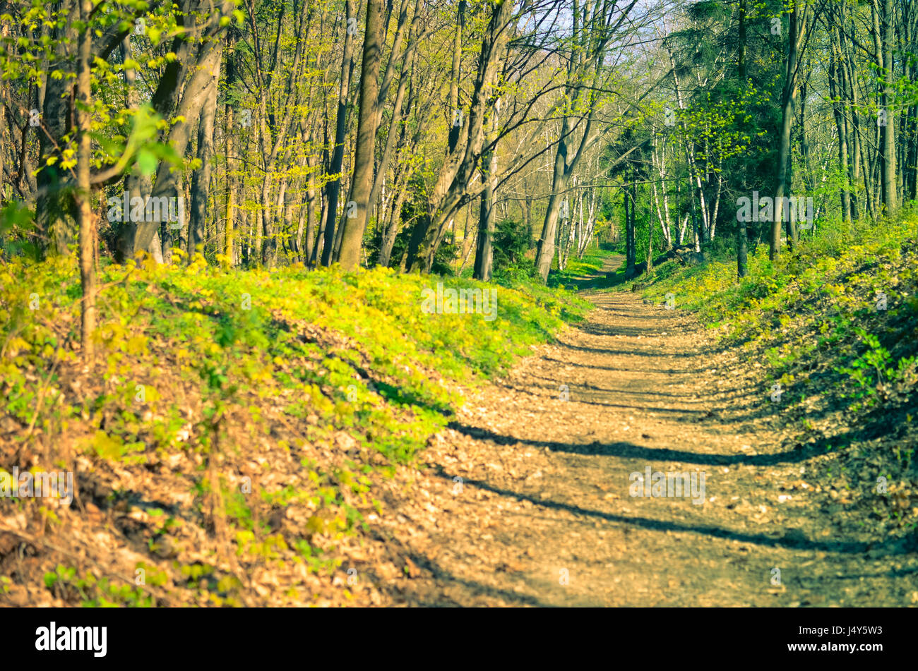 Green road walk hi-res stock photography and images - Alamy