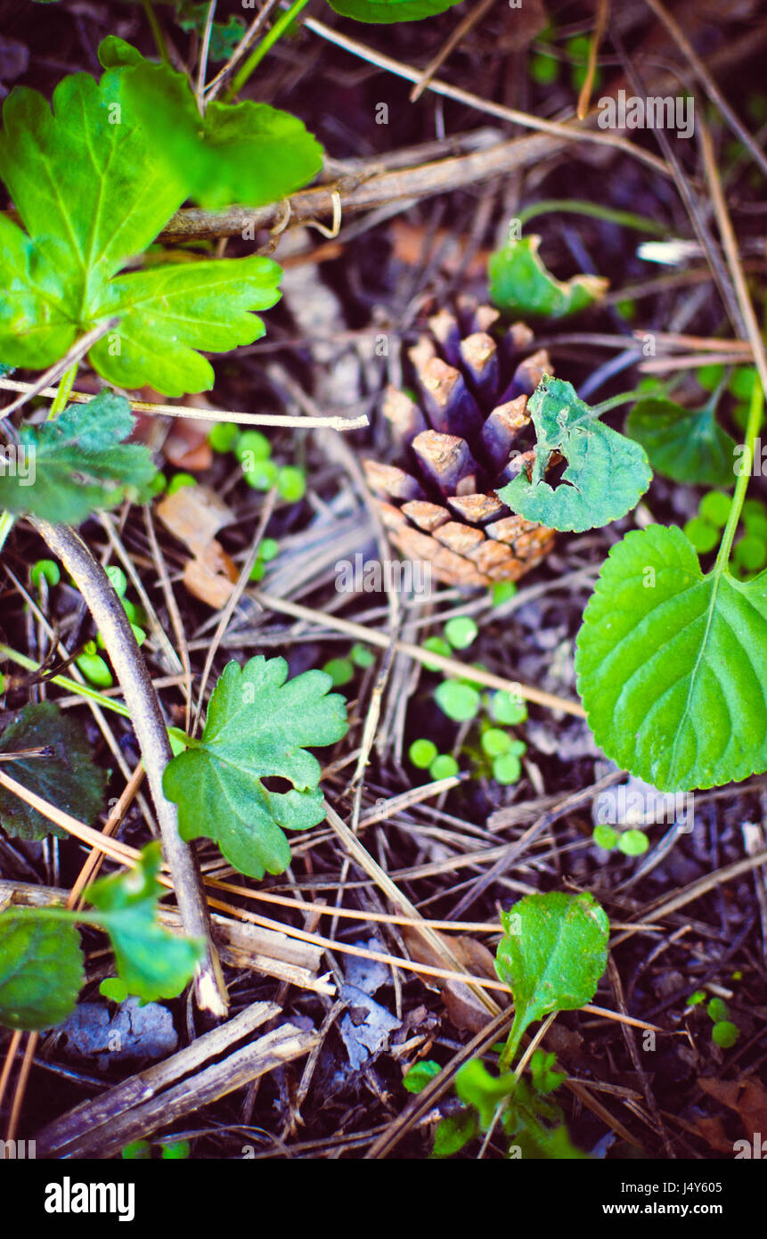 Beautiful pine cone close hi-res stock photography and images - Alamy