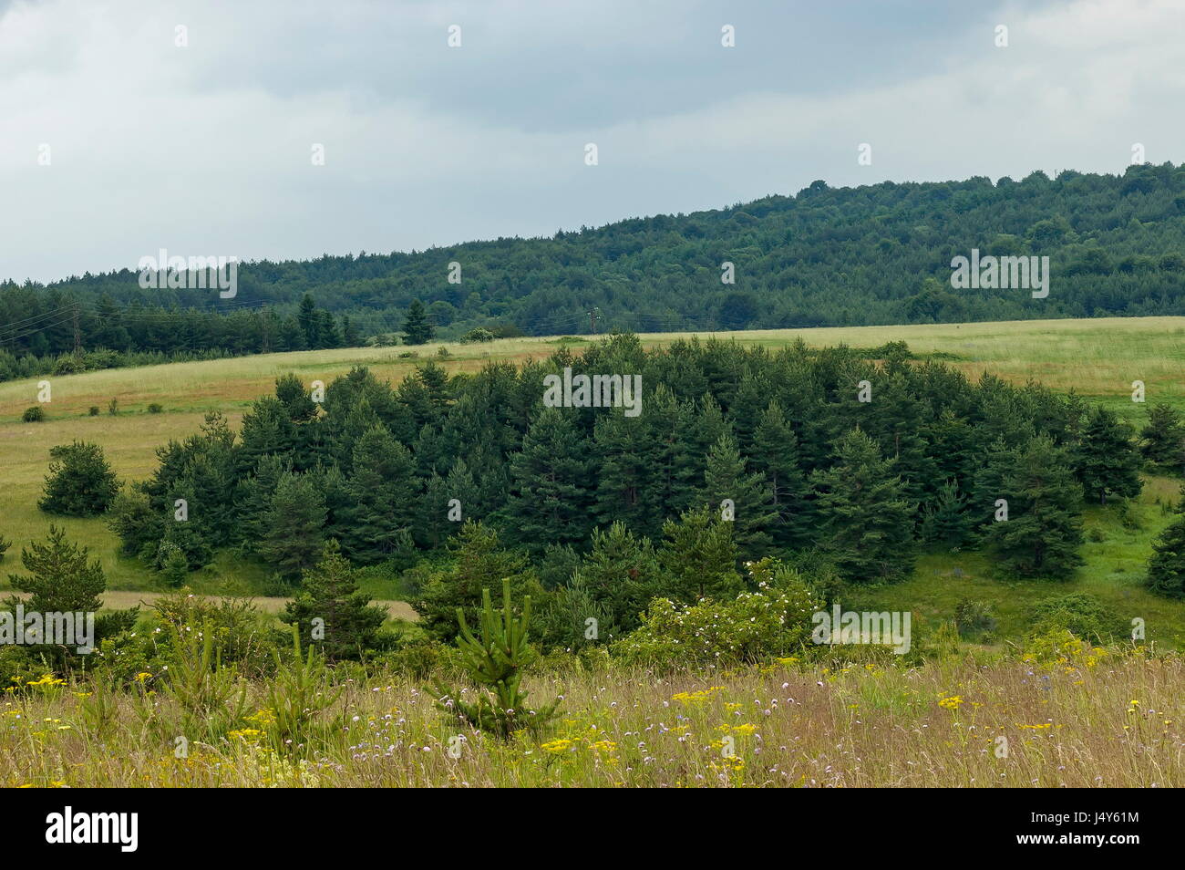 Majestic spring forest, fresh glade with different grass and blossom ...