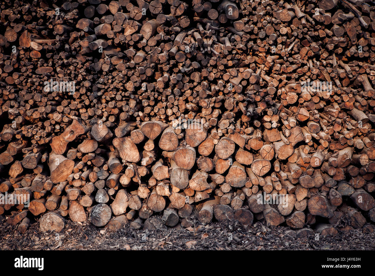 Mangrove wood hi-res stock photography and images - Alamy