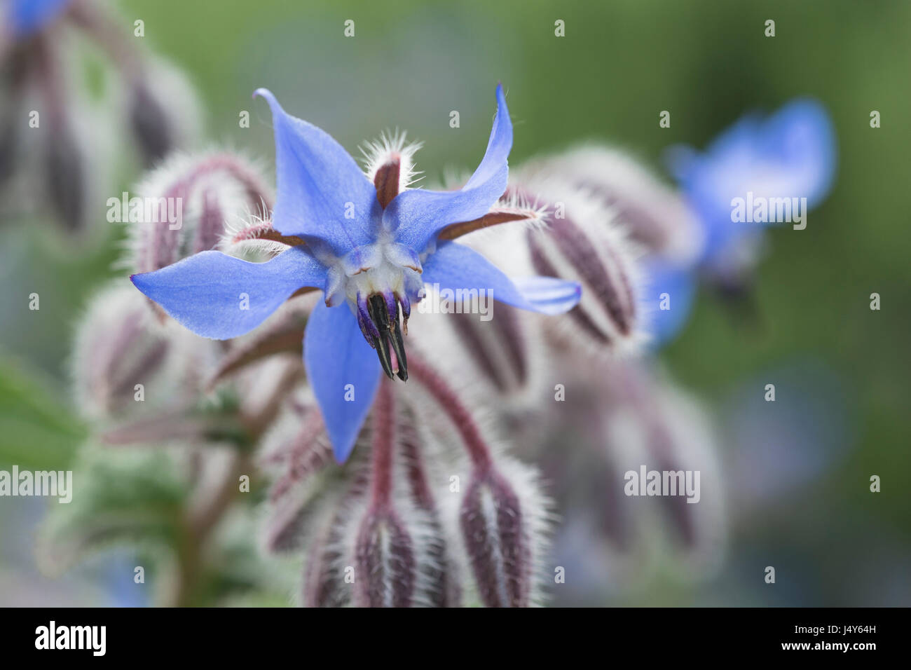 Single blue flower of Borage / Borago officinalis - once used in herbal ...