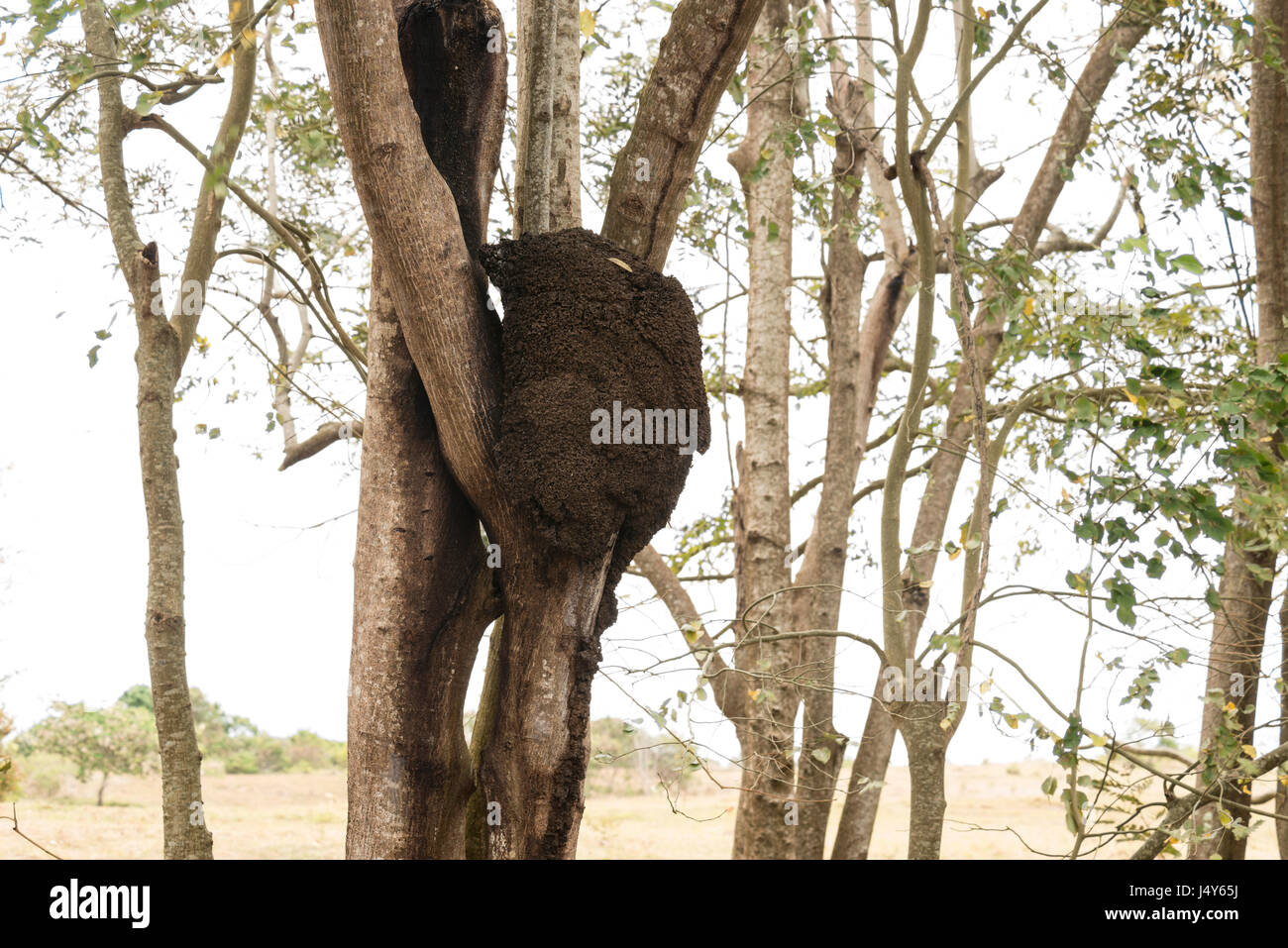Ants' nest in tree, Barbados Stock Photo - Alamy