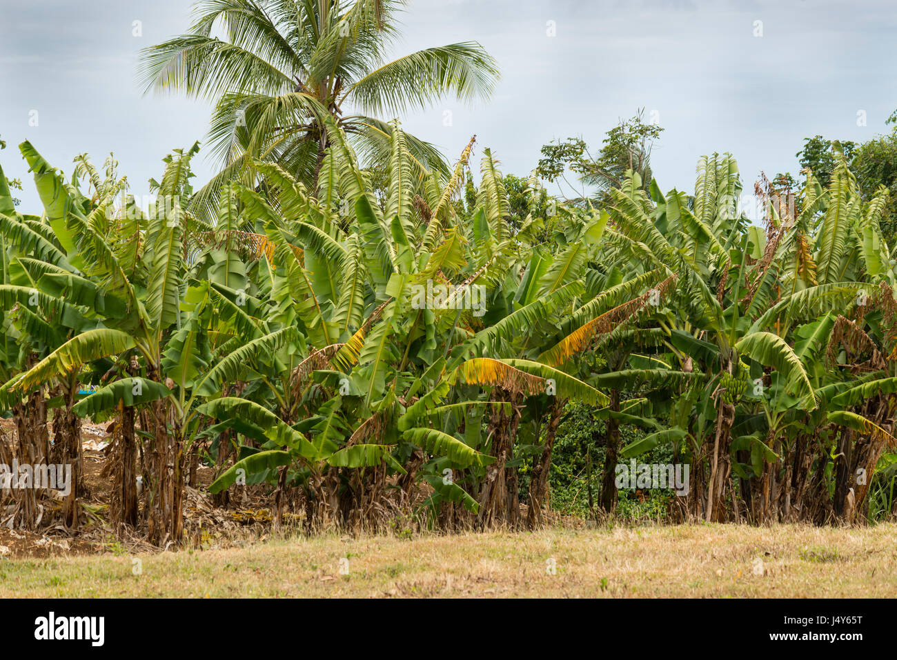 Banana trees, Rock Hall Village, St. Thomas Parish, Barbados Stock ...