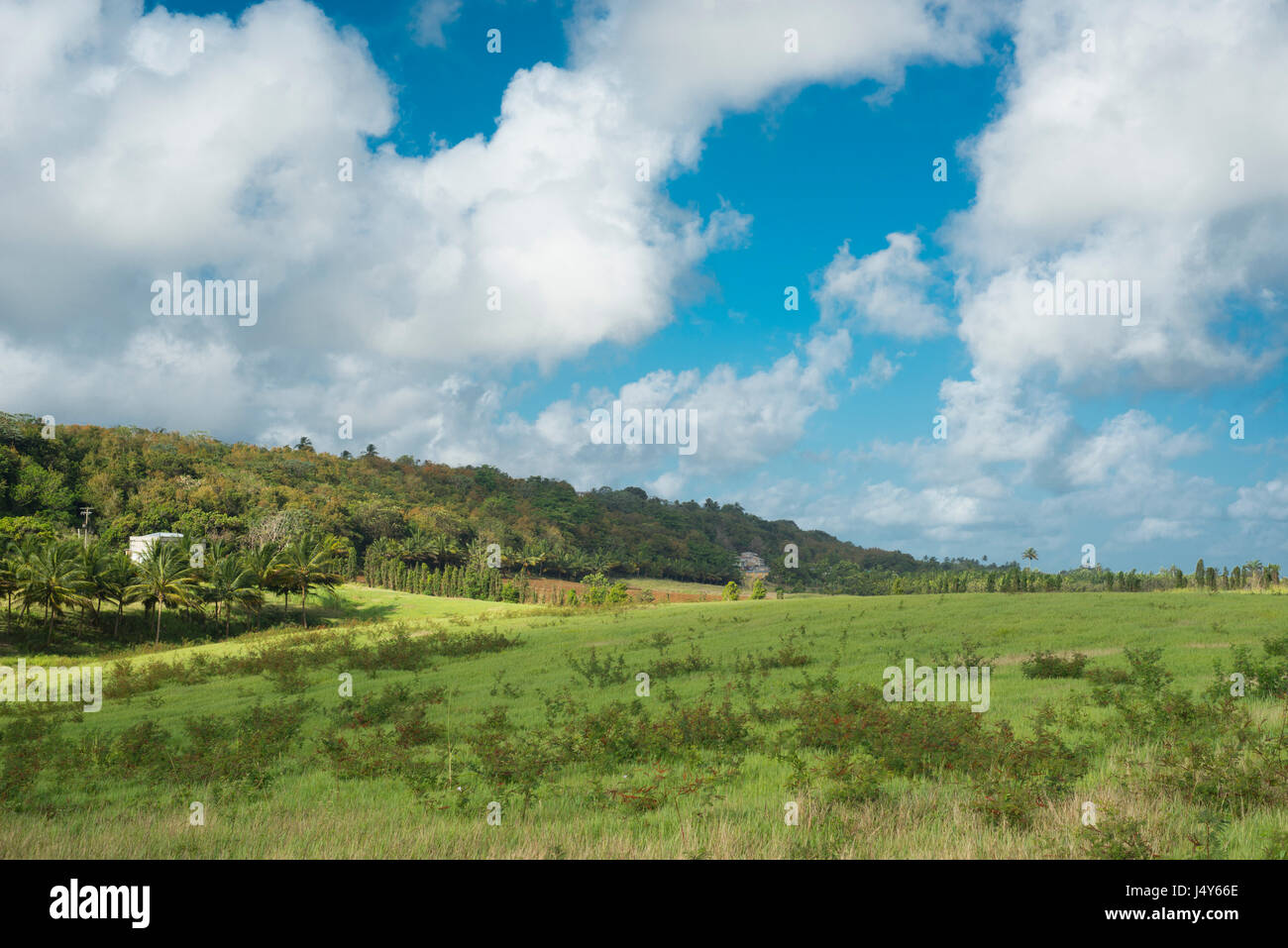 Barbados countryside hi-res stock photography and images - Alamy