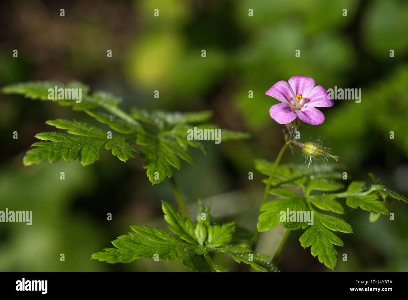 Robertskruid hi-res stock photography and images - Alamy