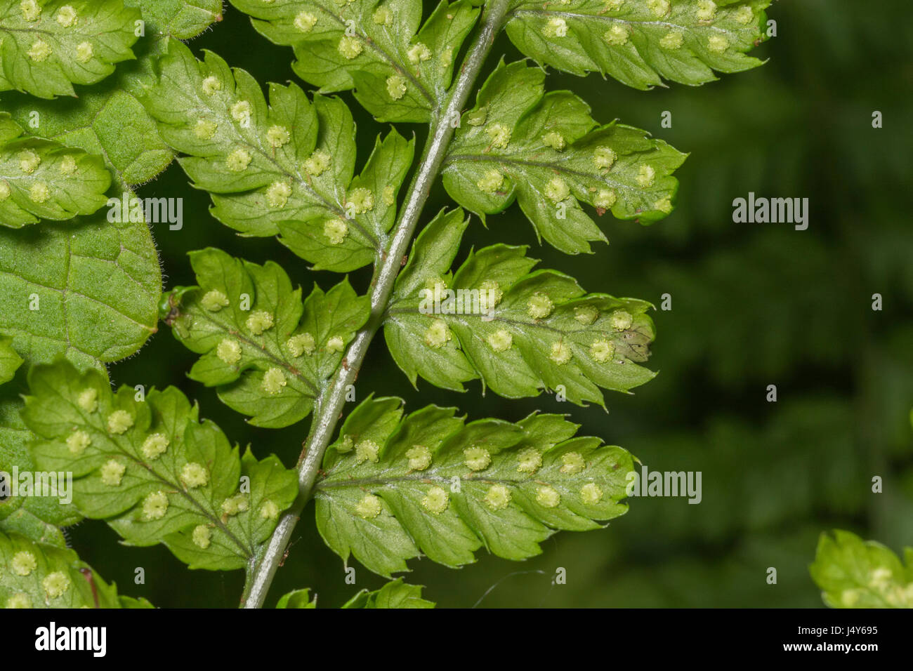 Close-up of sori of Male Fern / Dryopteris filix-mas in a mid-Cornwall ...