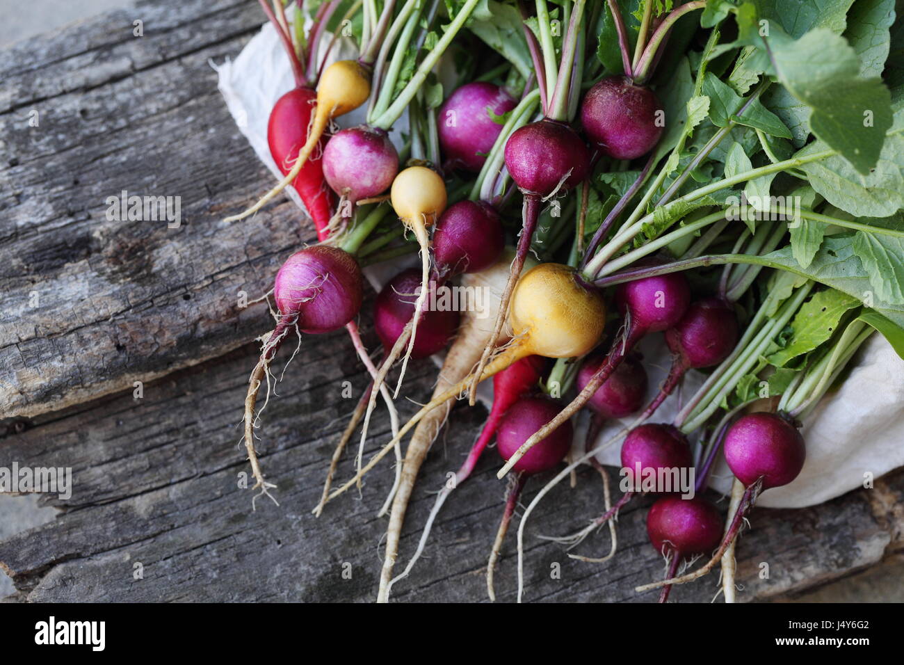 Large bunch of colorful radishes Stock Photo - Alamy