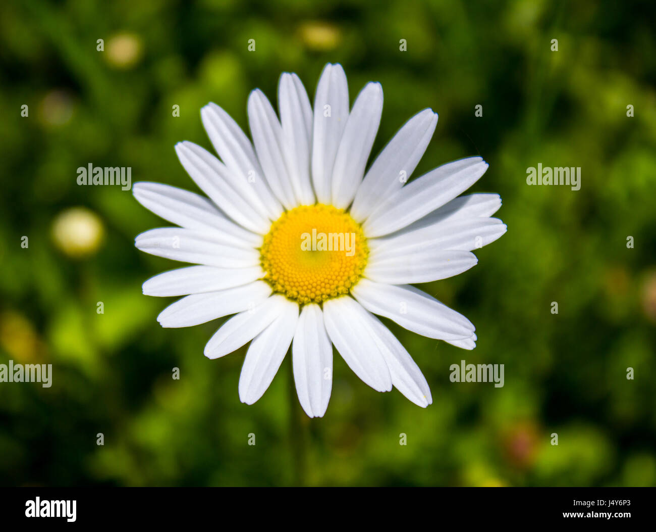 Daisy close up Stock Photo - Alamy
