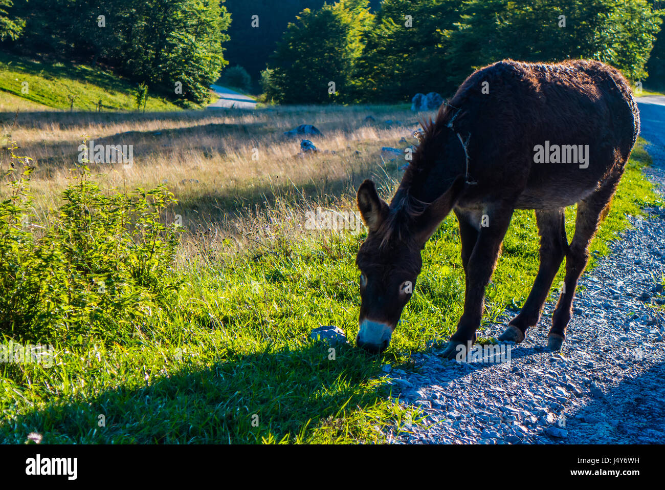 Donkies hi-res stock photography and images - Alamy