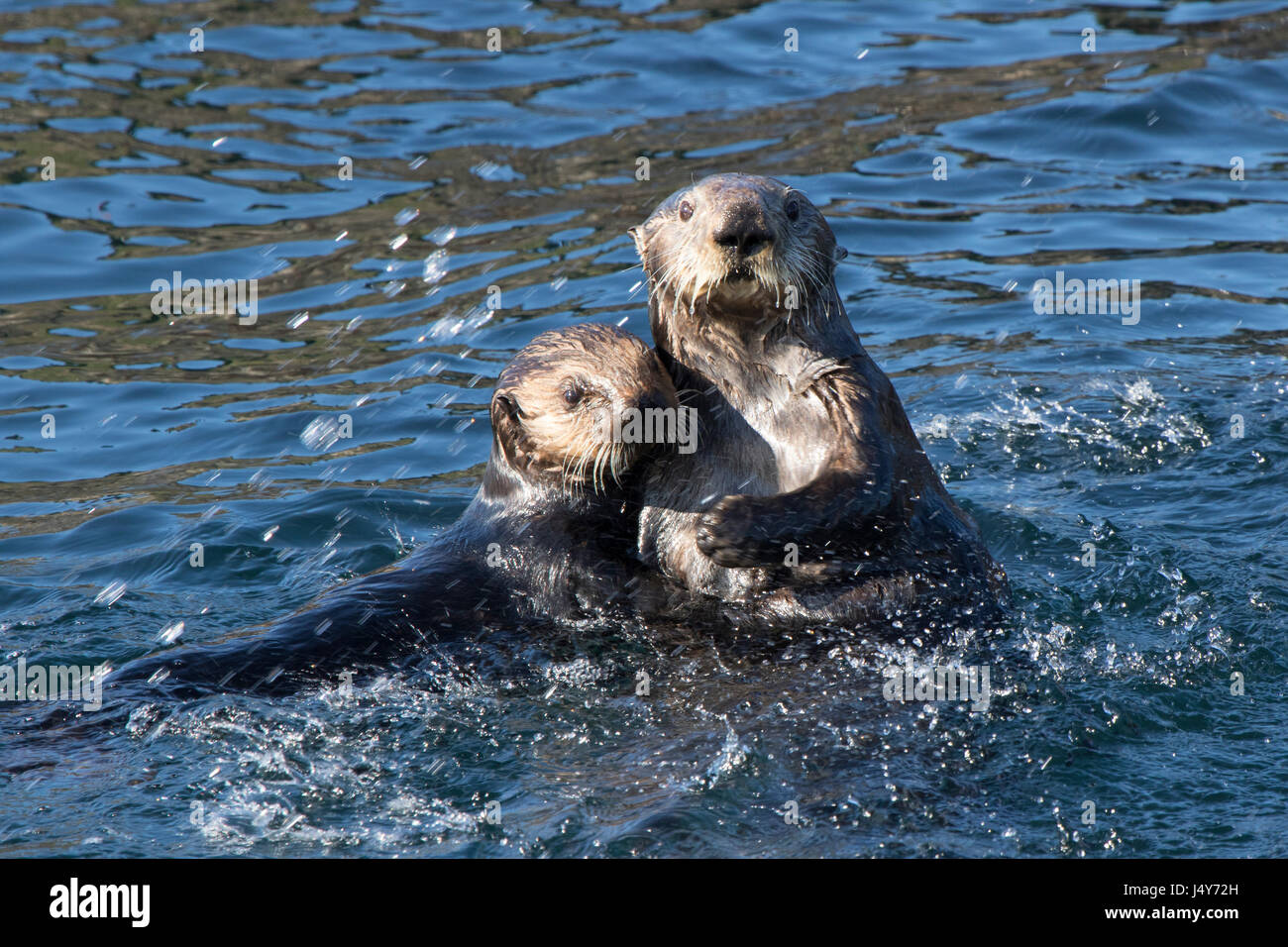Two sea otters floating in the coastal waters off the island in the ...